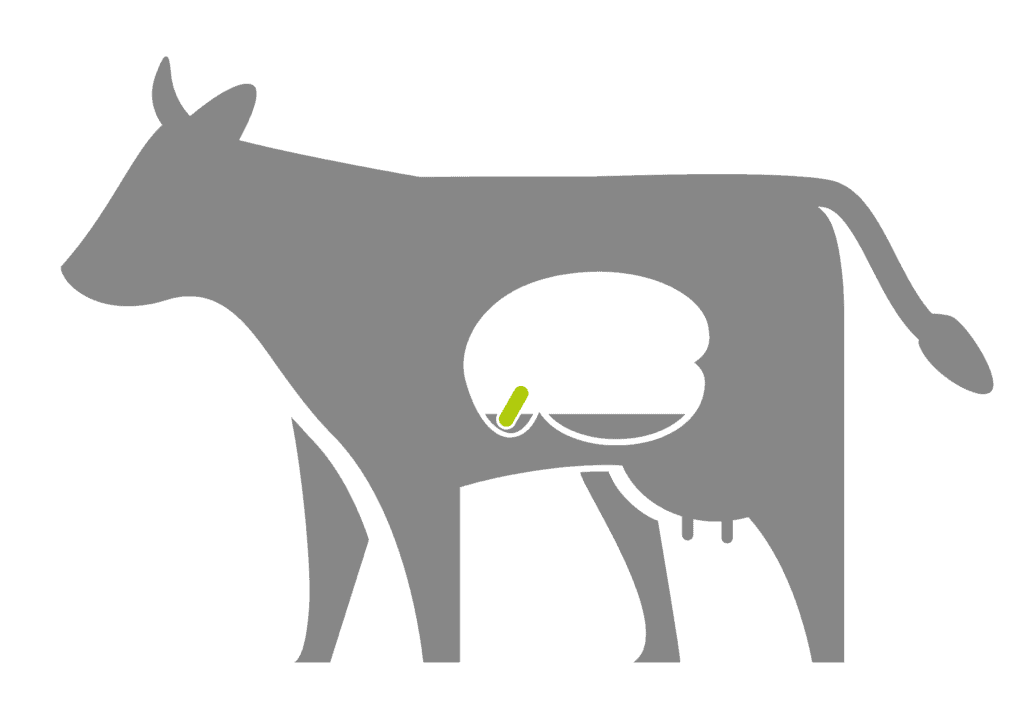 Revolutionary dairy cattle monitoring - a focus on bolus technology