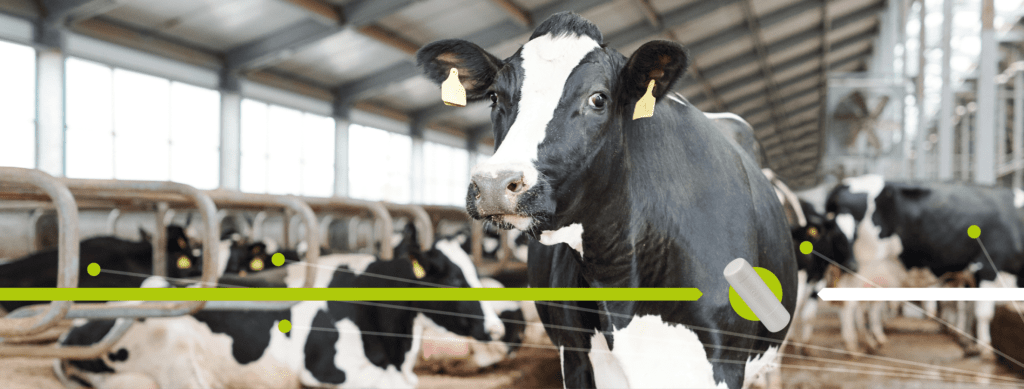 Revolutionary dairy cattle monitoring - a focus on bolus technology