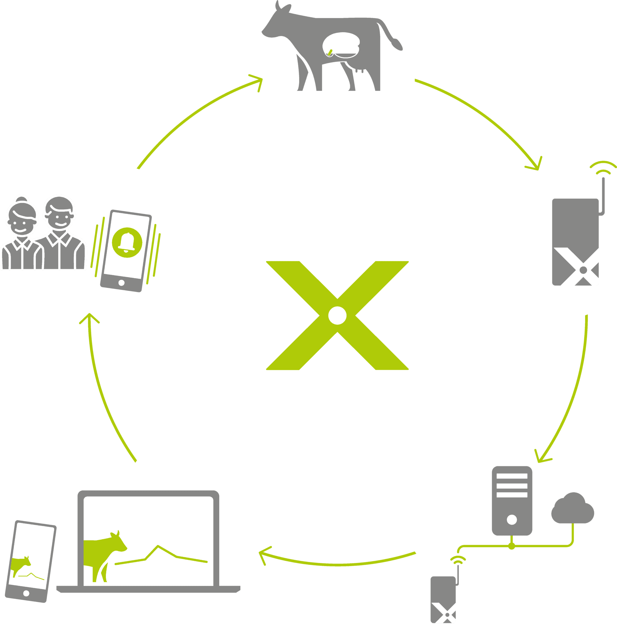 Revolutionary Dairy Cattle Monitoring A Focus On Bolus Technology